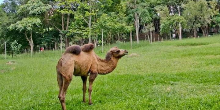 Camelo fêmea morre no zoológico de Belo Horizonte após infecção grave