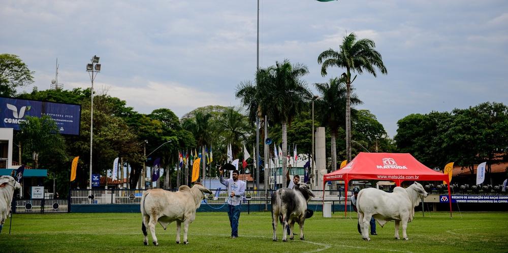 Exposição da raça brahman no Parque Fernando Costa tem crescimento de 18%