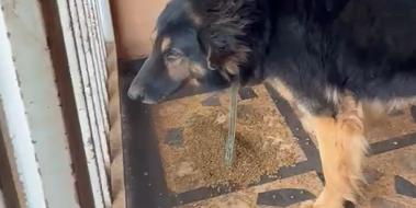 Após denúncia do JM, animal é retirado de casa com aparência de ...