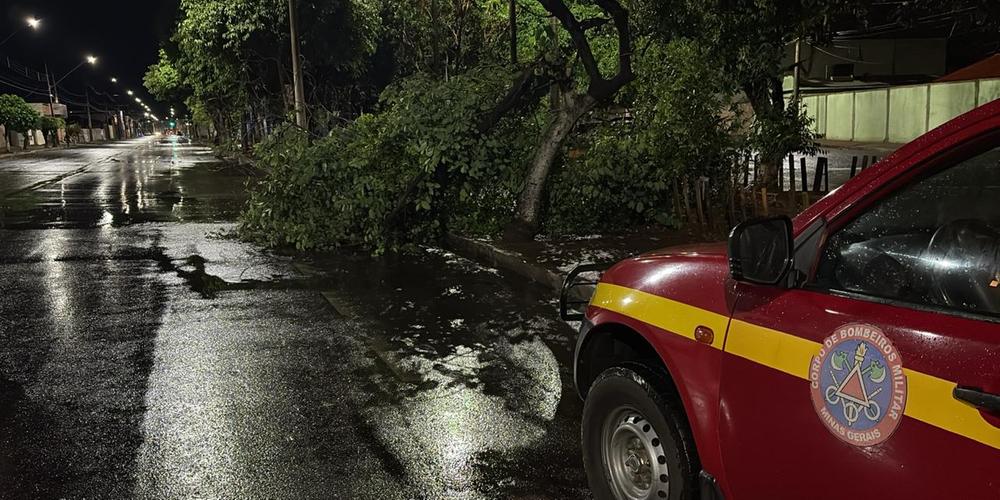 Comitê do clima mira reposição de árvores derrubadas pelos temporais